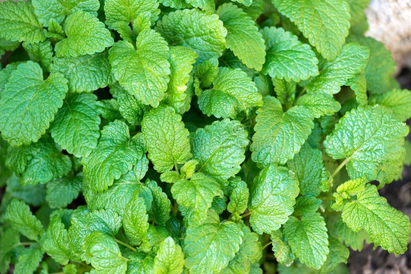Fresh Lemon Balm Growing in the Spring Garden Stock Image - Image of ...