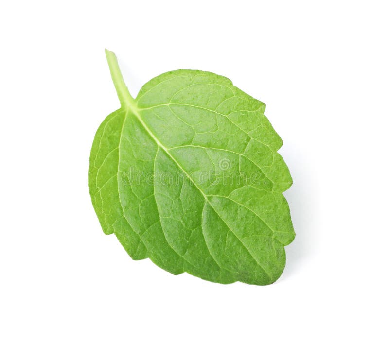 Fresh Lemon Balm Leaf Isolated on White, Top View Stock Image - Image ...