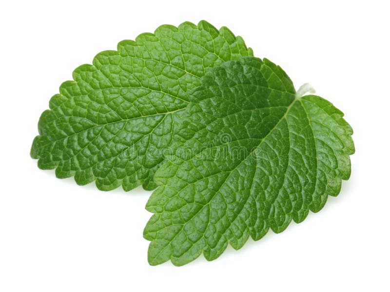 Fresh Lemon Balm Leaves or Melissa Isolated Stock Image - Image of ...