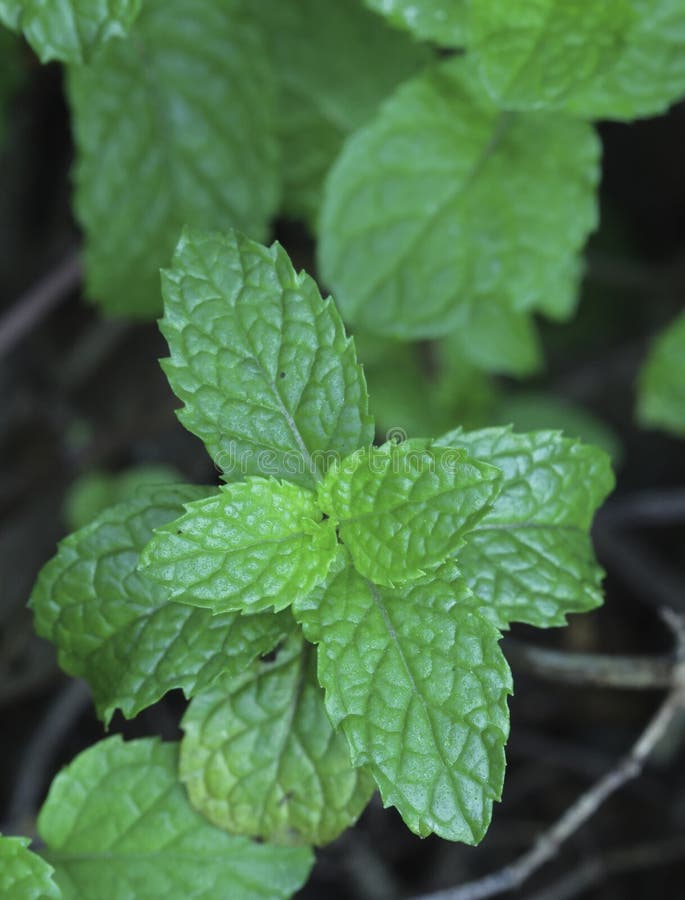 Fresh lemon balm stock image. Image of green, herb, fresh - 35702455