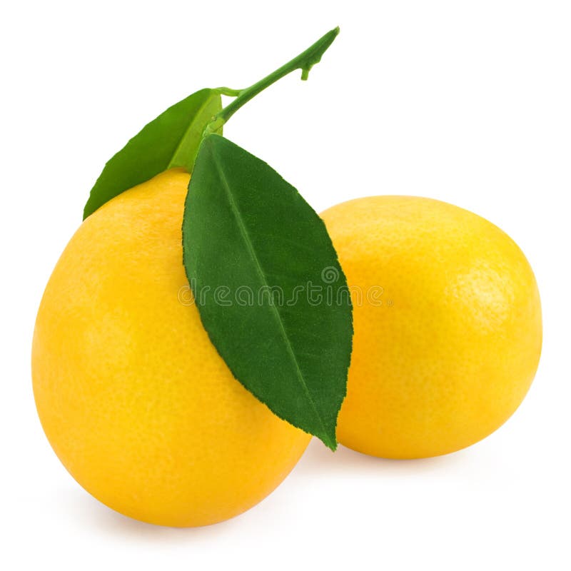 Fresh lemons with leaves stock image. Image of drops, citrus - 1559809