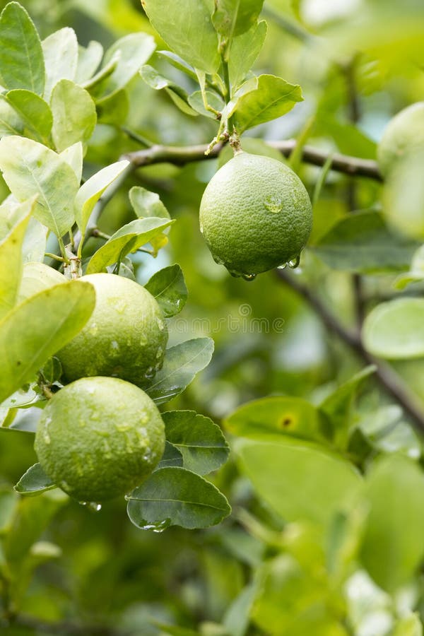 Fresh lemon , agriculture stock photo. Image of closeup - 78865612