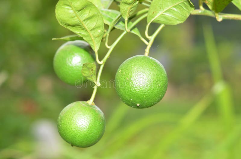Fresh Lemon in the Garden, Texture Stock Image - Image of fiber, diet ...