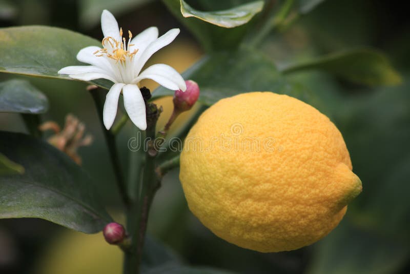 Lemon blossom stock image. Image of healthy, foliage - 146853161