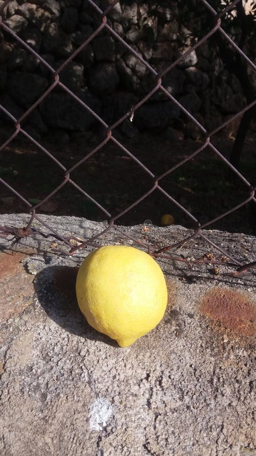 Fresh Lemon from Lemon Tree Stock Photo - Image of tree, yellow: 77913618