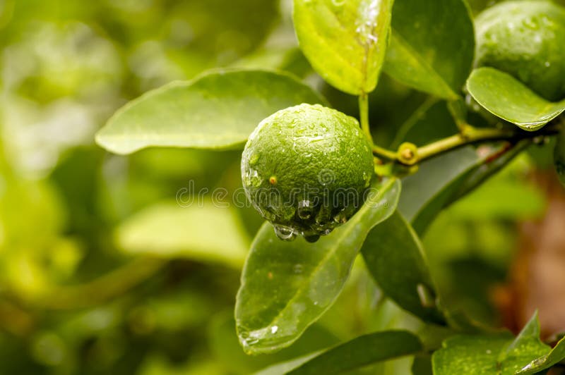Fresh Lemon, Lime (Citrus Aurantifolia) on the Tree Stock Image - Image ...