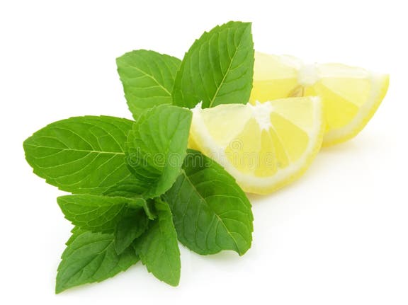 Fresh lemon and mint stock photo. Image of sour, plant - 14339246