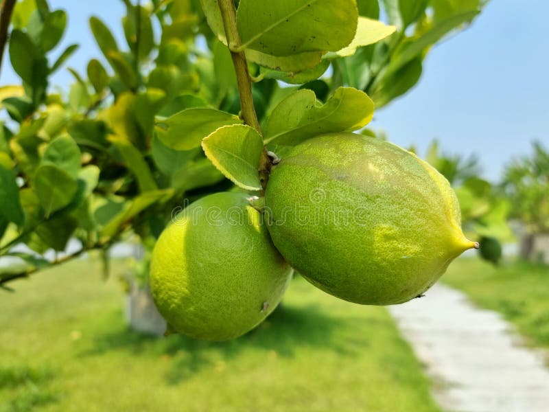 Fresh lemon tree stock photo. Image of leaves, bunch - 253973358
