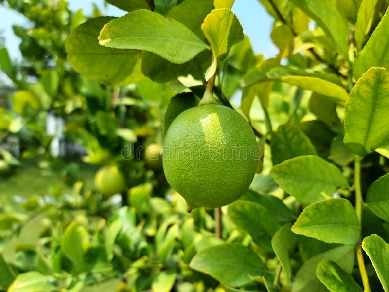 Fresh lemon tree stock photo. Image of natural, produce - 253973364