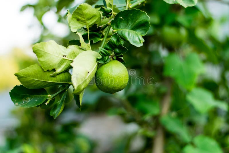Fresh lemon on tree stock photo. Image of fruit, harvest - 178000324