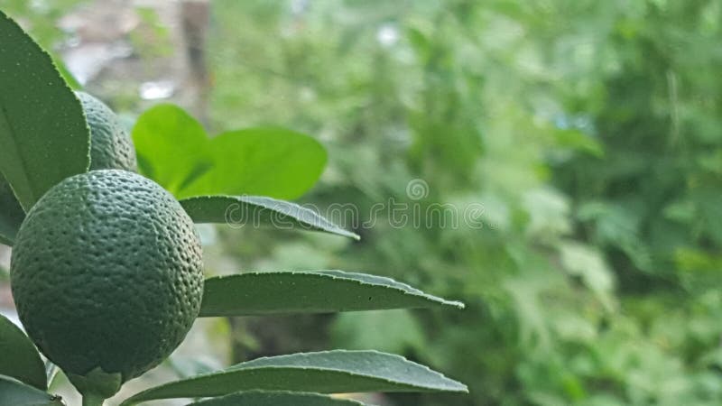 Chatim Tree Stock Photos - Free & Royalty-Free Stock Photos from Dreamstime