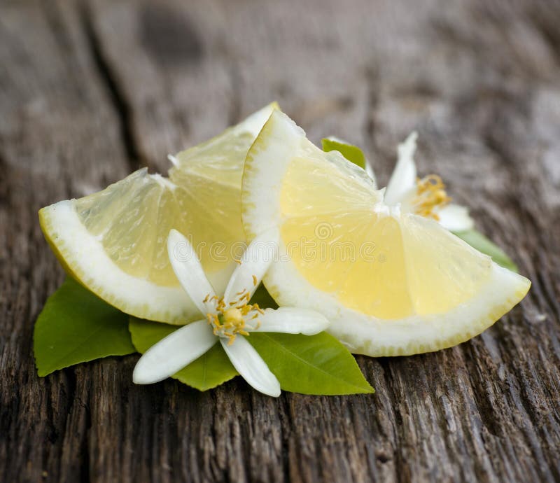 Lemon flower stock photo. Image of spring, perfume, fruit - 25313850