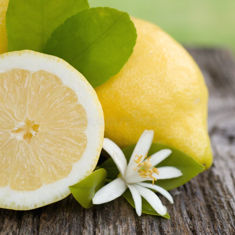 Fresh lemons stock photo. Image of fruit, citrus, flower - 26099912