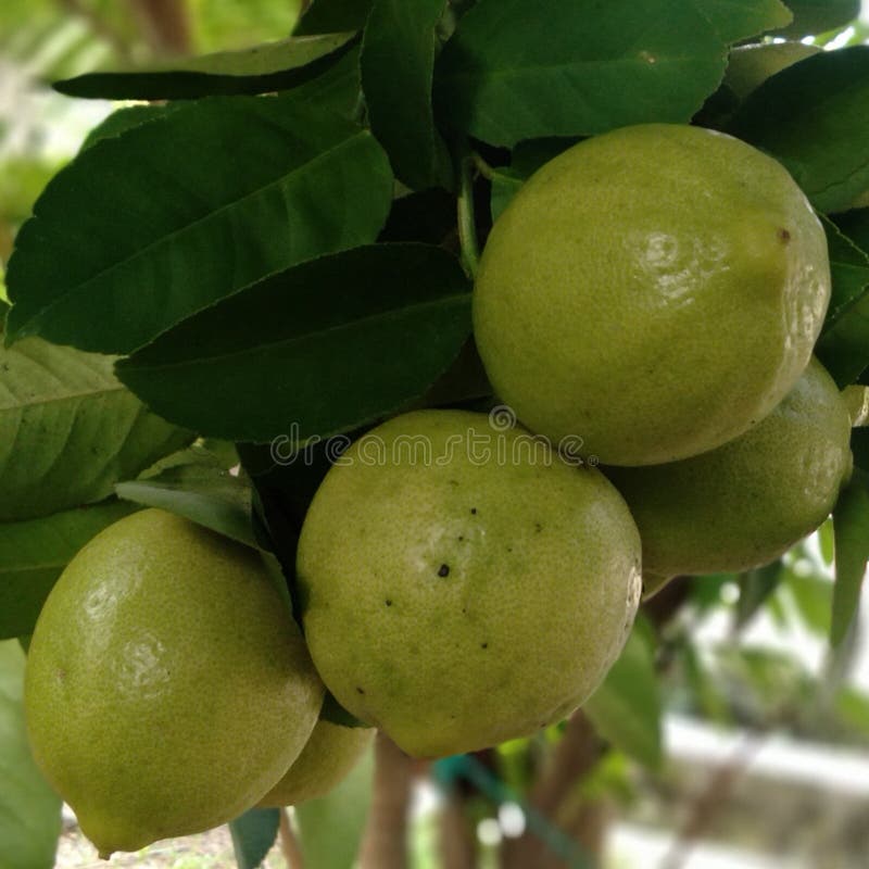 Fresh lemons stock photo. Image of grows, citron, lime - 270834926