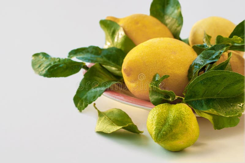 Fresh lemons with leaves stock image. Image of lemons - 144050875