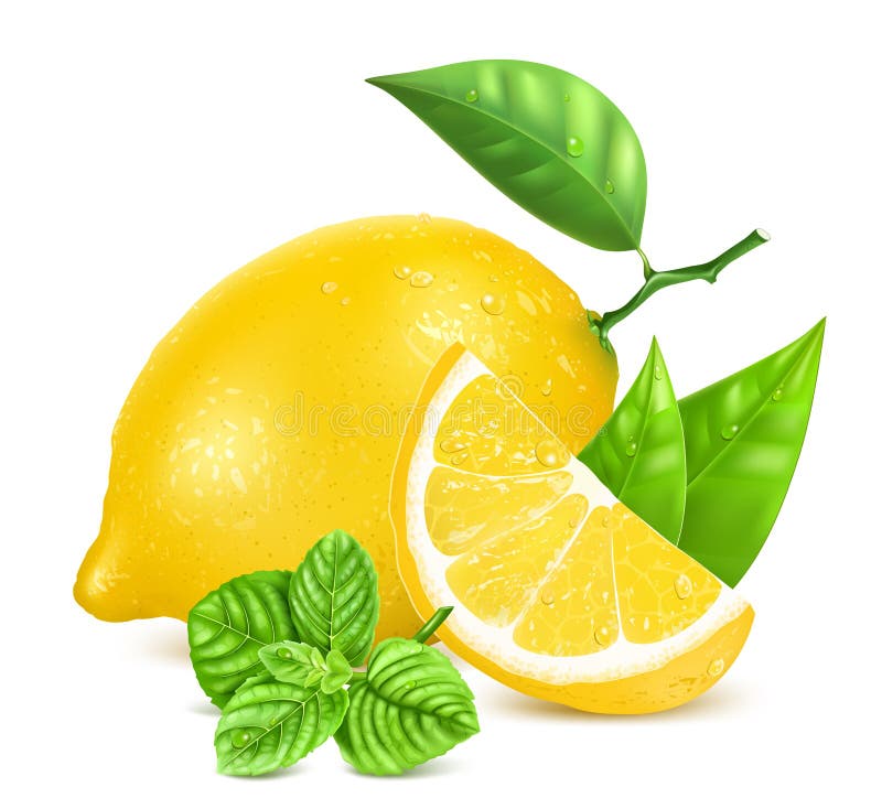 Fresh Lemons with Leaves and Mint. Stock Vector - Illustration of fruit ...