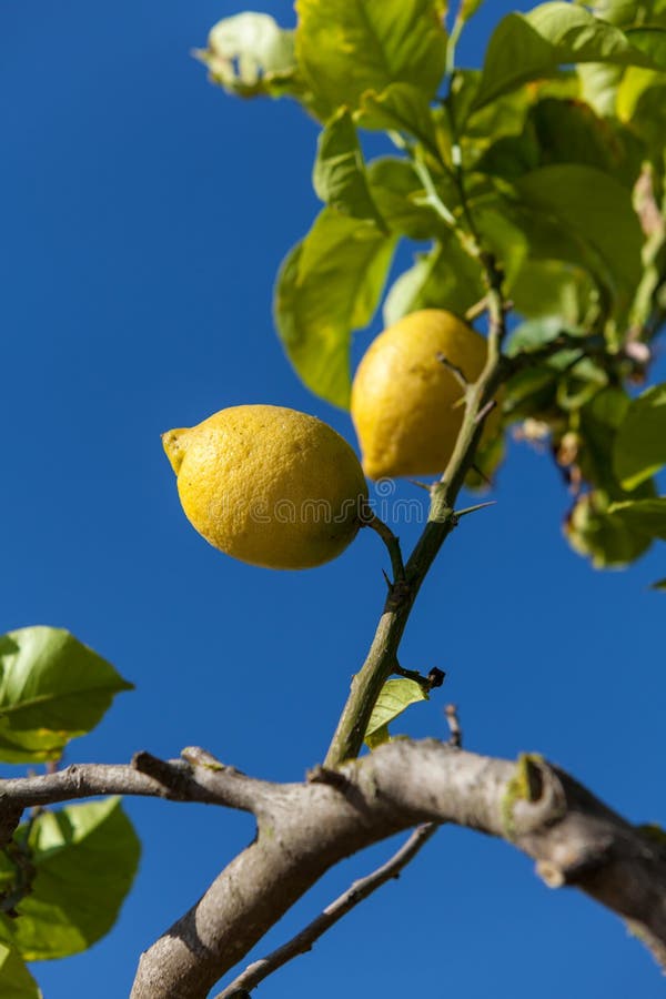Fresh Lemons on Lemon Tree Blue Sky Nature Summer Stock Image - Image ...
