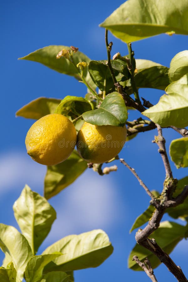 Fresh Lemons on Lemon Tree Blue Sky Nature Summer Stock Image - Image ...