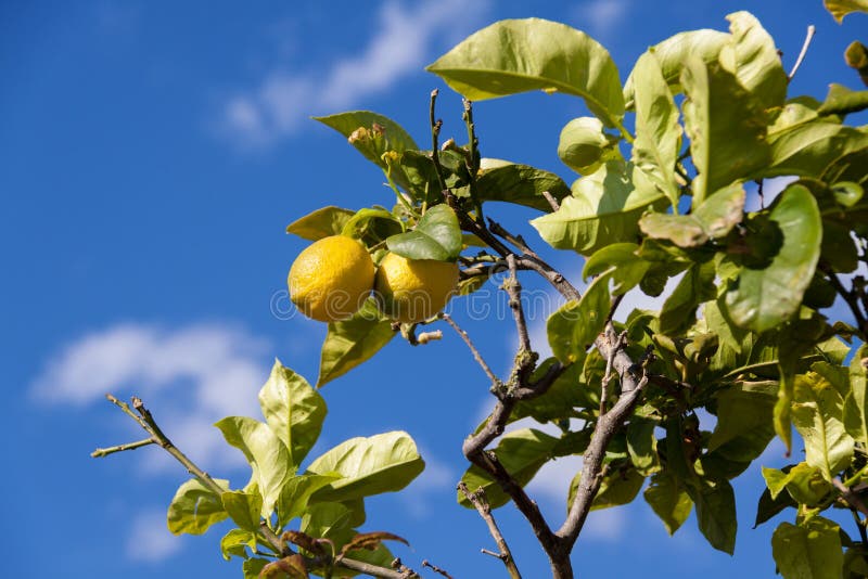Fresh Lemons on Lemon Tree Blue Sky Nature Summer Stock Photo - Image ...