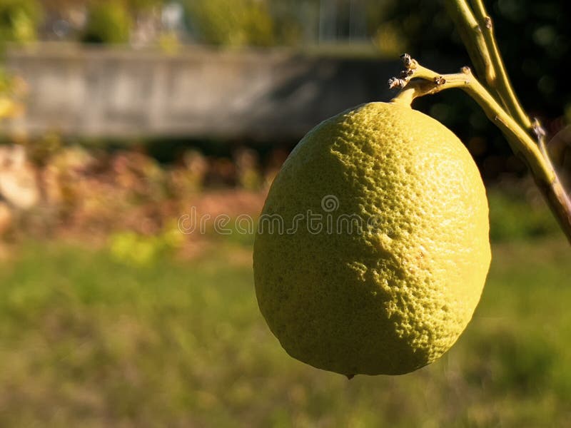 Fresh Lemons on Lemon Tree Branch at Sunset Stock Image - Image of ...