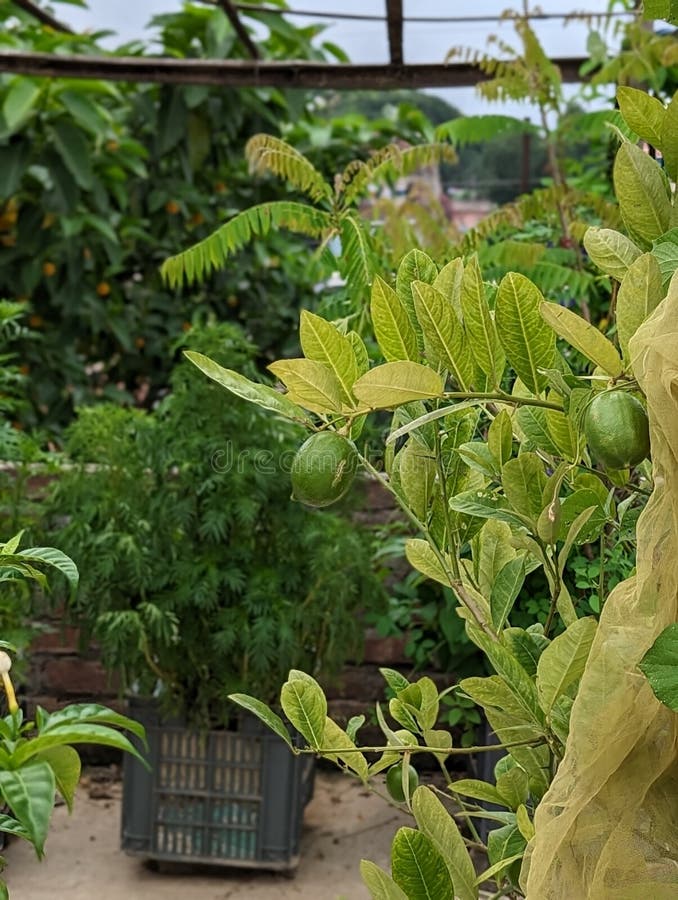 Fresh Lemons on Lemon Tree Branches in the Garden Stock Image - Image ...