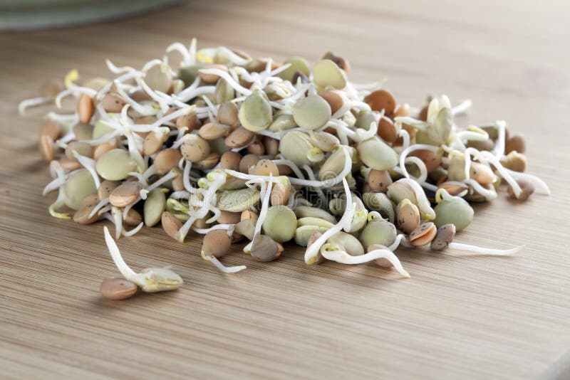 Fresh Lentil Sprouts stock image. Image of legume, lentils - 25315953