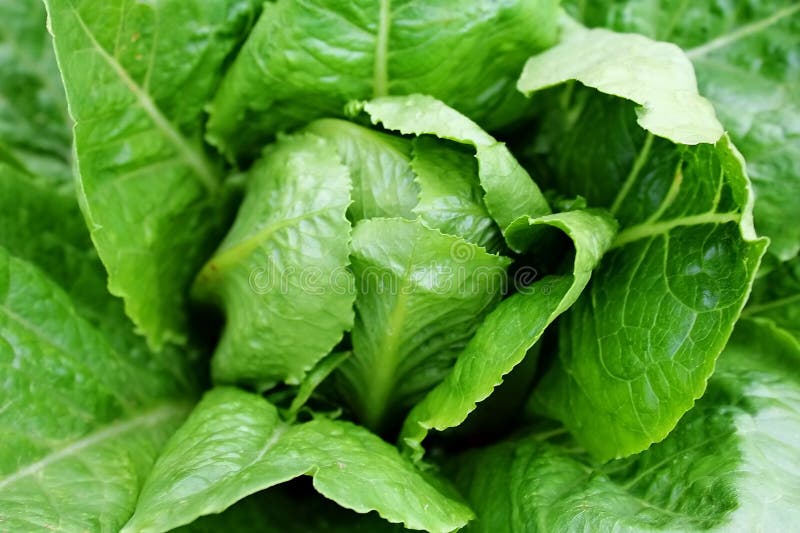 Fresh Lettuce stock image. Image of ground, close, fresh - 14872097