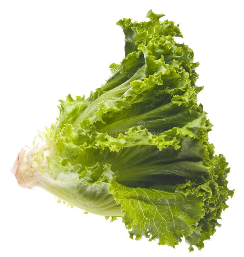 Fresh Lettuce stock photo. Image of lunch, studio, food - 14927756