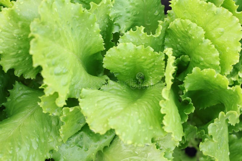Fresh lettuce stock photo. Image of growth, close, lettuce - 16397866