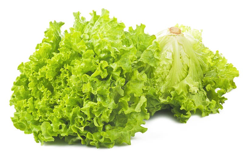 Fresh Lettuce stock photo. Image of diet, curly, leaves - 21190972