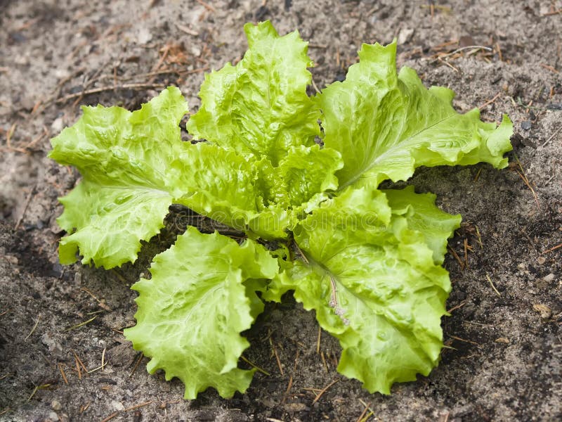Green Lettuce Bouquet Laying on Side Isolated on White Stock Image ...