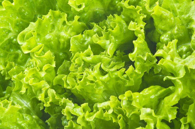 Fresh Lettuce stock image. Image of edible, nutritional - 24934693