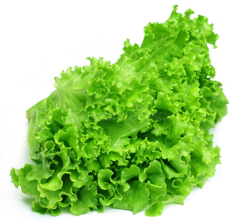 Fresh lettuce stock image. Image of healthy, dieting - 28440541
