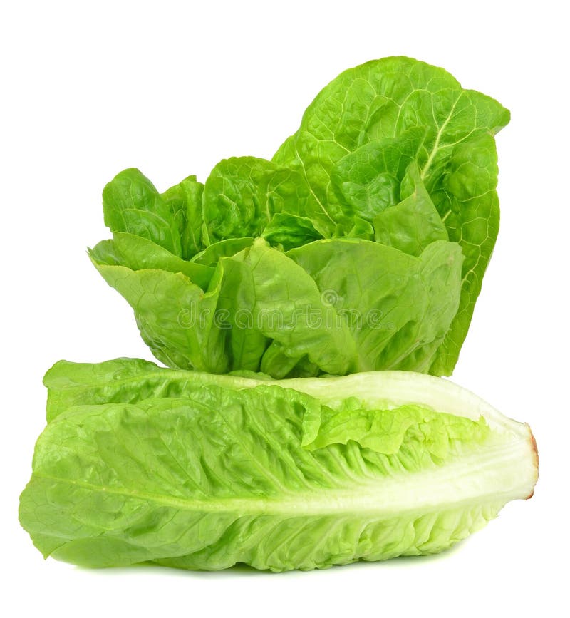 Fresh Lettuce stock image. Image of leafy, green, ingredient - 28587359