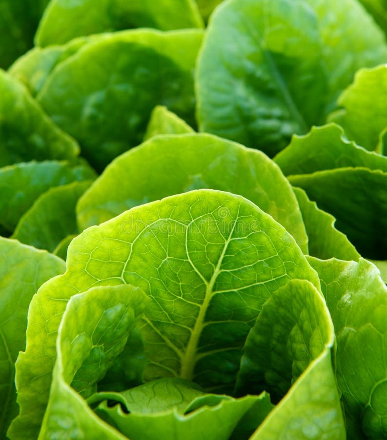 Fresh Lettuce stock photo. Image of organic, green, farmers - 5005138