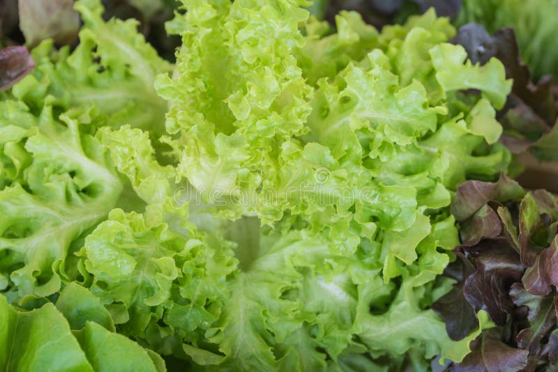 Fresh Lettuce is Beautiful Vegetable from Top View Stock Photo - Image ...