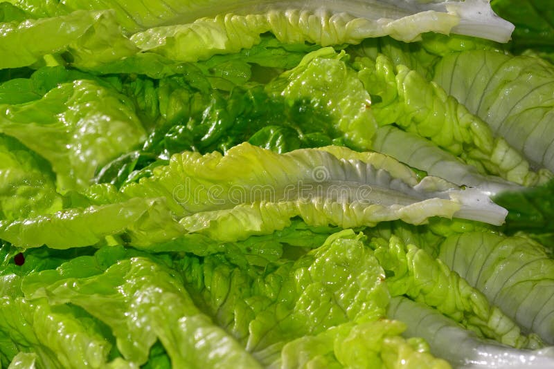 Fresh Lettuce stock image. Image of spectacular, fruit - 85750805