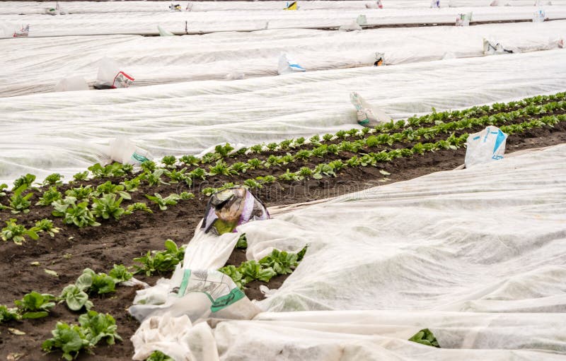 Fresh Lettuce on a Cold Frame in Spring in a Nursery Stock Photo ...