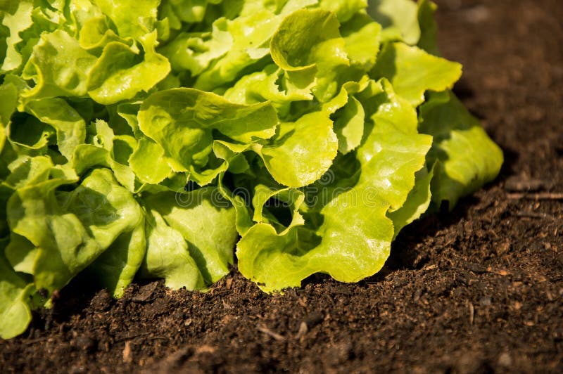 Fresh Lettuce in the Garden (side View) Stock Photo - Image of fresh ...