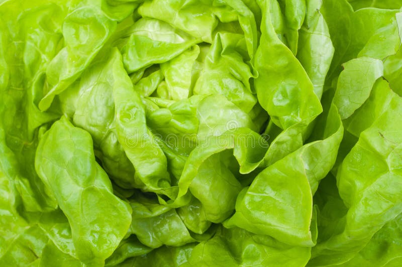 Fresh lettuce stock image. Image of lively, harvested - 30904875