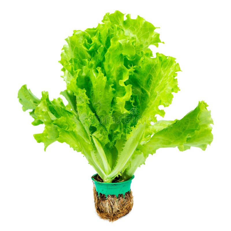 Green Lettuce with Roots Isolated on White Background Stock Image ...