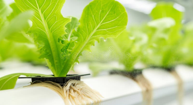 Fresh Lettuce Growing in Hydroponic System with Healthy Green Leaves ...