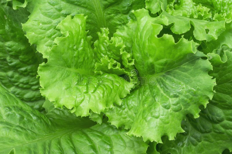 Fresh Lettuce Grows in the Garden. Top View, Background Stock Image ...