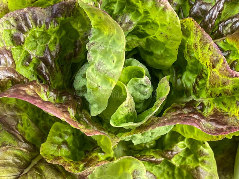 Fresh Lettuce Head Rouge De Grenoble - the Red of Grenoble Stock Photo ...