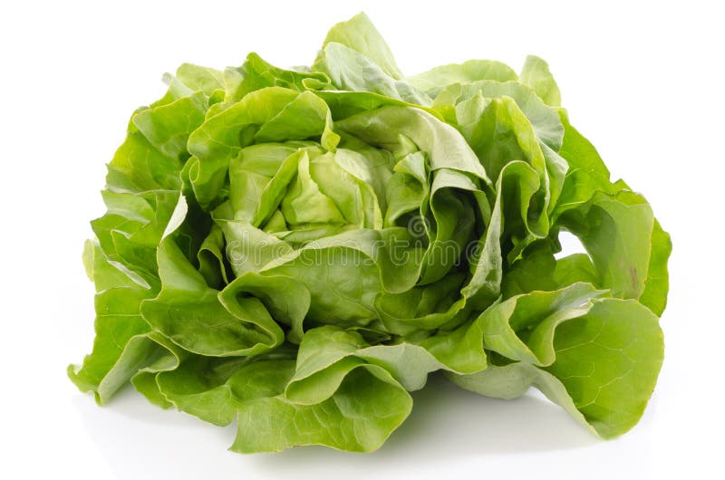 Fresh lettuce stock photo. Image of leaves, white, vegetarian - 57212946
