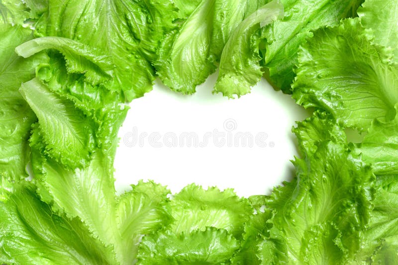 Fresh Lettuce Leaves As Frame Stock Image - Image of food, green: 367128069