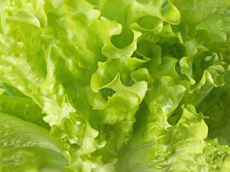 Fresh lettuce leaves. stock image. Image of green, fresh - 61447589