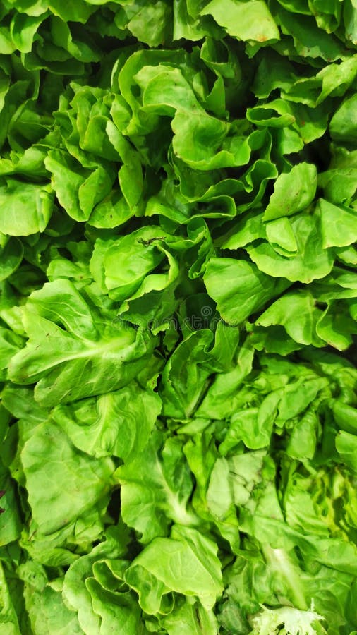 Fresh Lettuce Leaves Close-up. Green Salad Leaves Stock Photo - Image ...