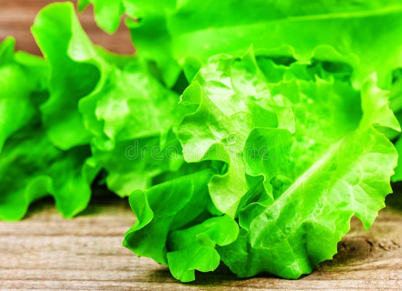 Fresh lettuce leaves stock photo. Image of lettuce, plant - 75921860