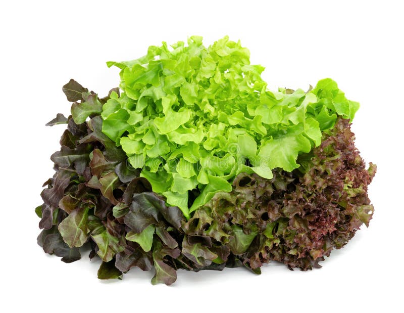 Fresh Lettuce Leaves Pattern Isolated on White Background Stock Image ...